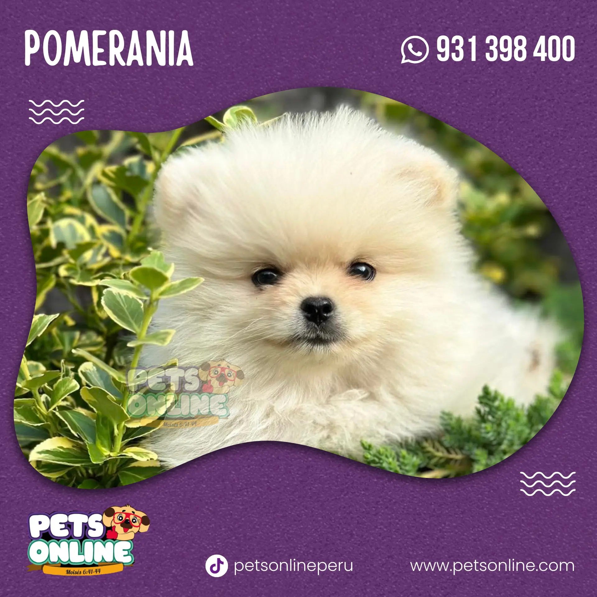 Cachorro Pomeranian en Perú | Compra en Pets Online Perú